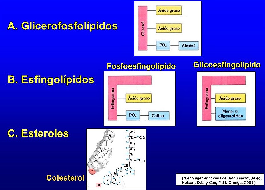 Lípidos estructurales de membrana | La Guía de Química